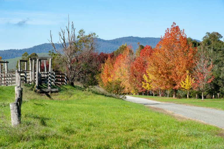 Buchan Community Website – Buchan Local, Visitor, Caves & Accommodation ...